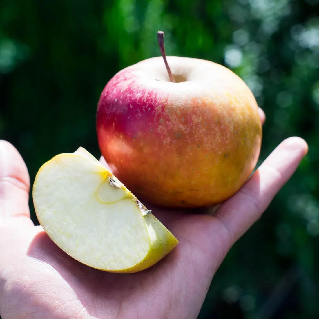 Apple Ariane Delivered Fresh - buy at Jurassic Fruit