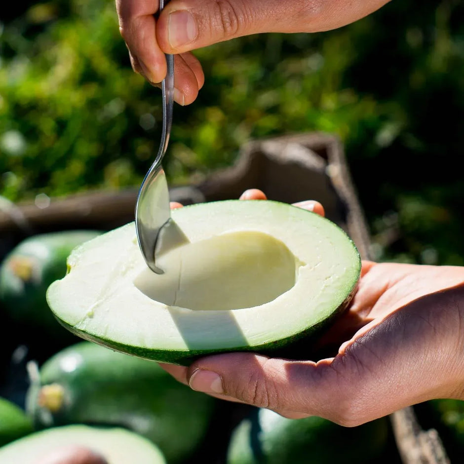 Entdecke jetzt alle Avocados in Saison | Jurassic Fruit