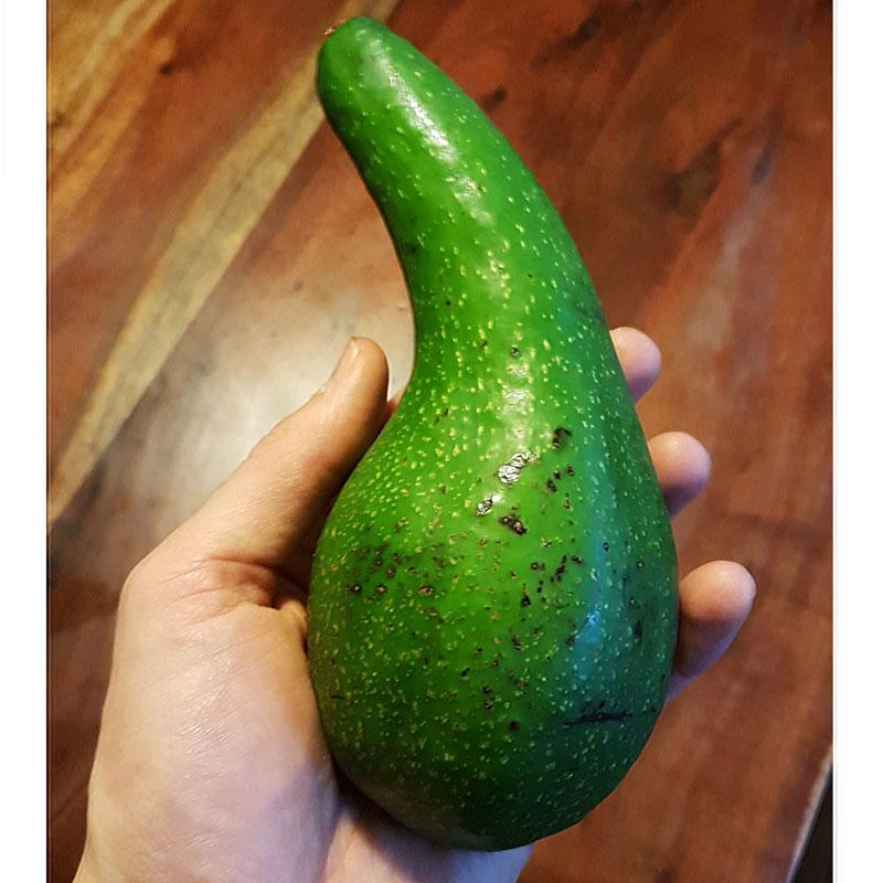 Avocado Jumbo Delivered Fresh - buy at Jurassic Fruit