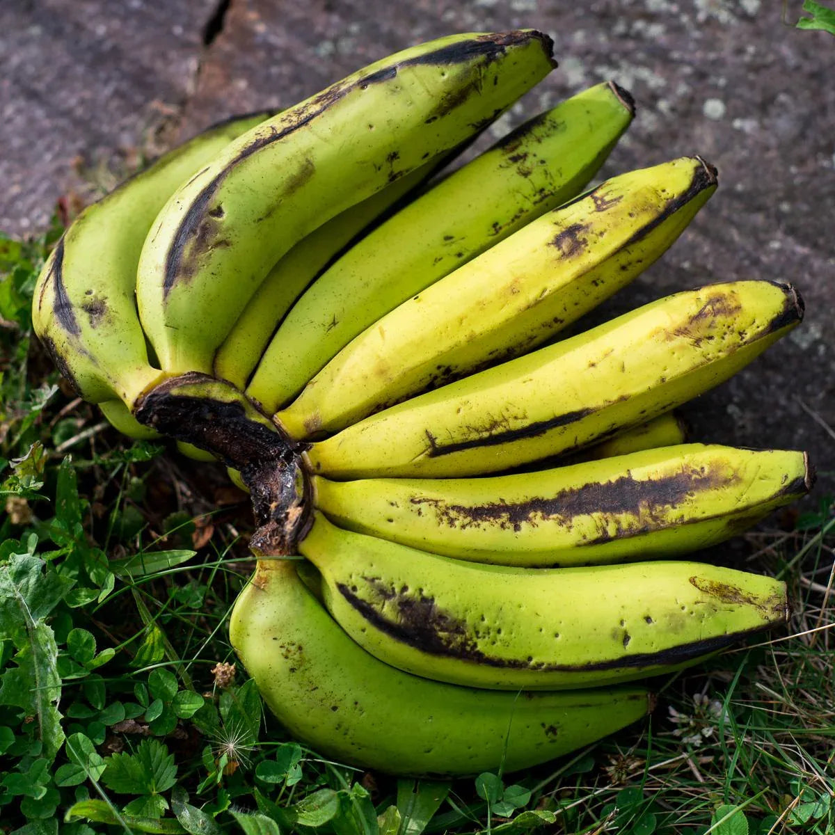 Banana Gros-Michel Delivered Fresh - buy at Jurassic Fruit