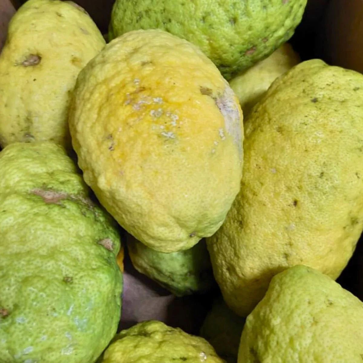 Nouveautés : fruits sauvages rares des tropiques | Jurassic Fruit