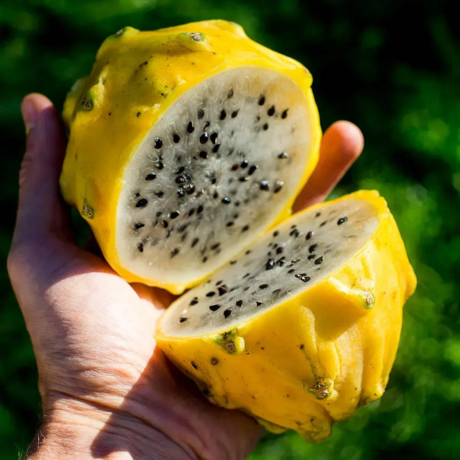 70 Rare Exotic Fruits to Discover | Jurassic Fruit