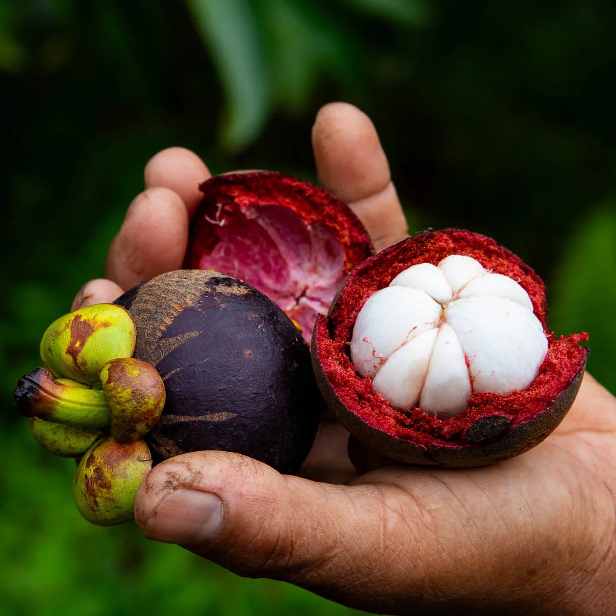 70 Seltene Exotische Früchte zu Entdecken | Jurassic Fruit