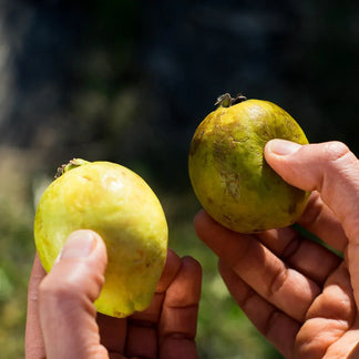 Guave frisch geliefert - bei Jurassic Fruit kaufen