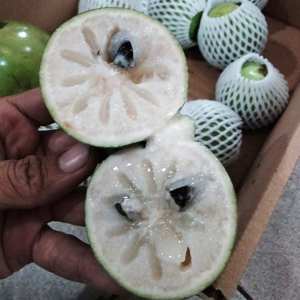Milk Fruit (Star Apple) Crystal - Jurassic Fruit