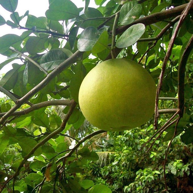 Pomelo Delivered Fresh - buy at Jurassic Fruit