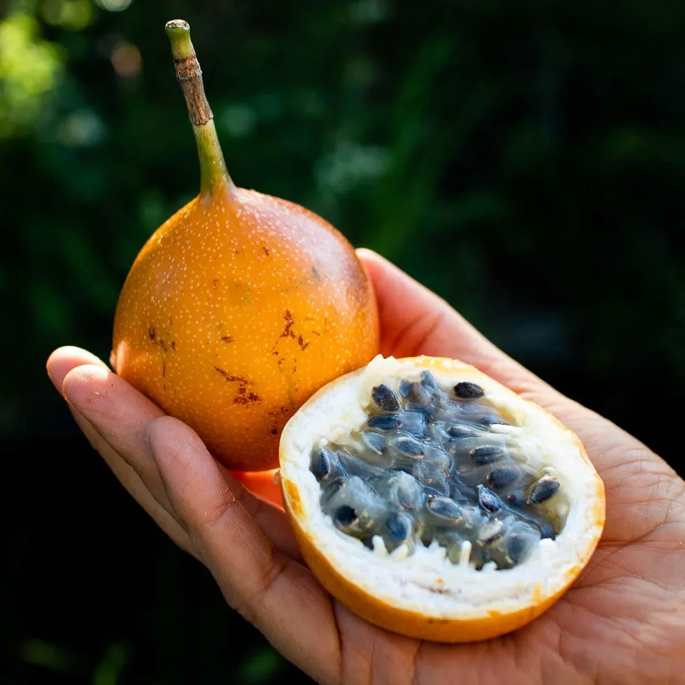 Sweet Granadilla Delivered Fresh - buy at Jurassic Fruit