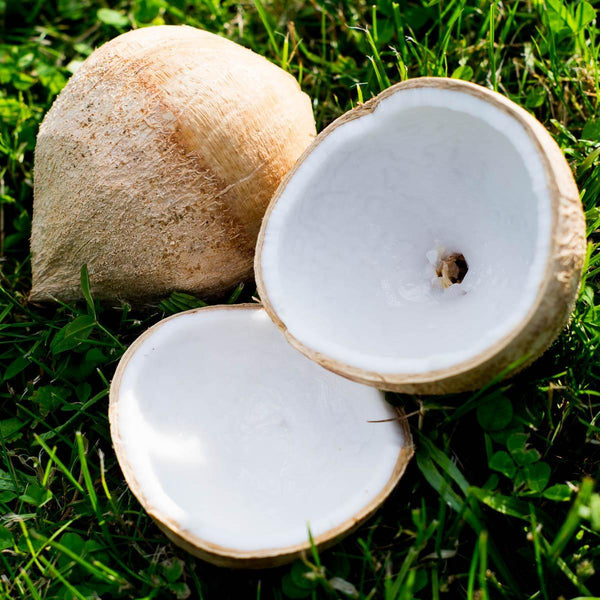 Young Coconut Light Delivered Fresh - buy at Jurassic Fruit